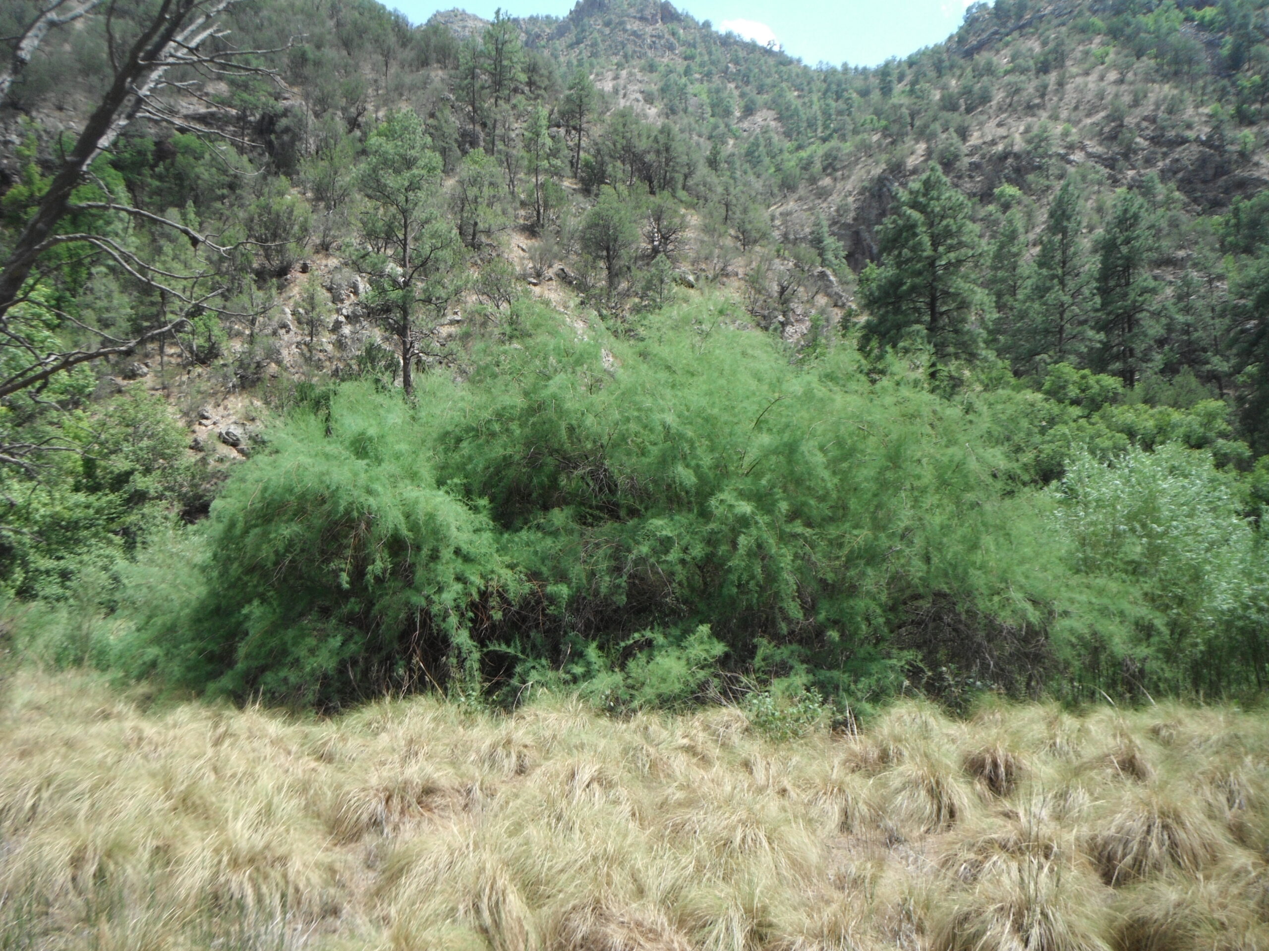 Tamarisks and Trails - Upper Gila Watershed Alliance